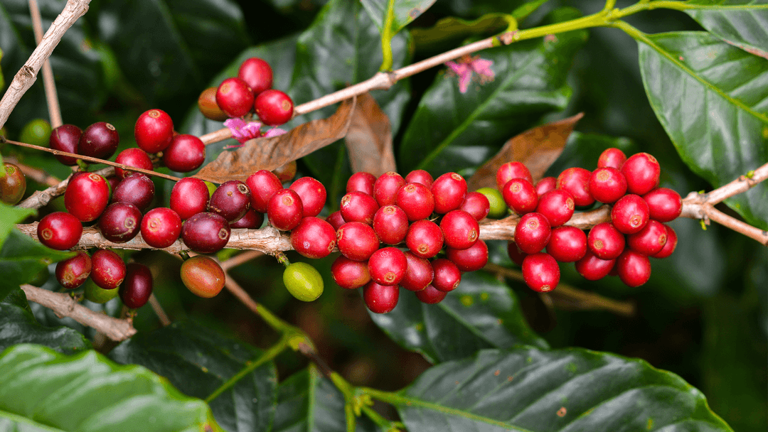 GRANOS BÁSICOS CONCENTRAN LA MITAD DE LA PRODUCCIÓN DE CULTIVOS ANUALES ...